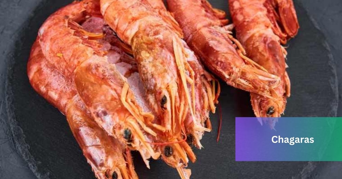 Chagaras – Your Journey Awaits!